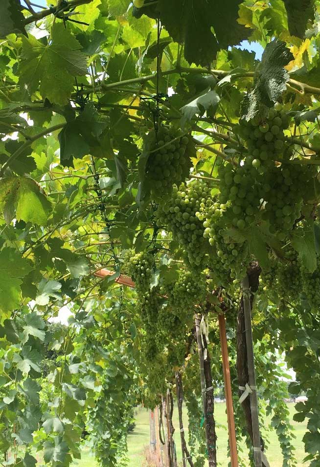 First Commercial Crop of Pierce’s Disease Resistant 94% European Grape ...