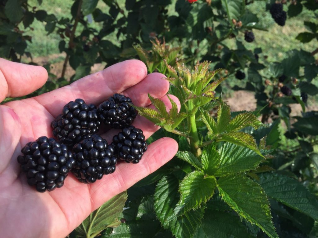 ‘PONCA’ Thornless, Floricane-fruiting Blackberry | Southern Region ...