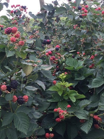 ‘PONCA’ Thornless, Floricane-fruiting Blackberry | Southern Region ...