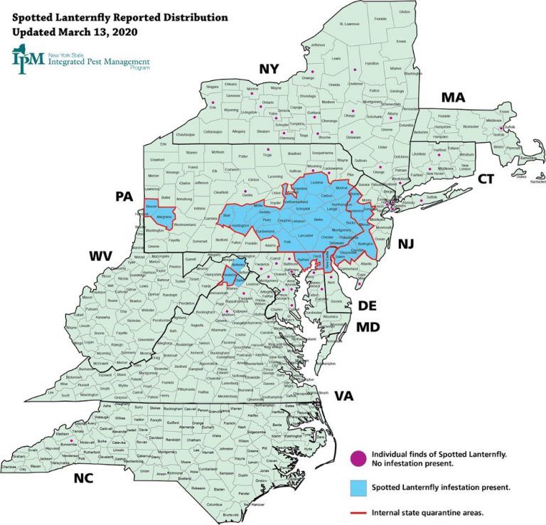 Spotted lanternfly – Watch for a new invasive pest! | Southern Region ...