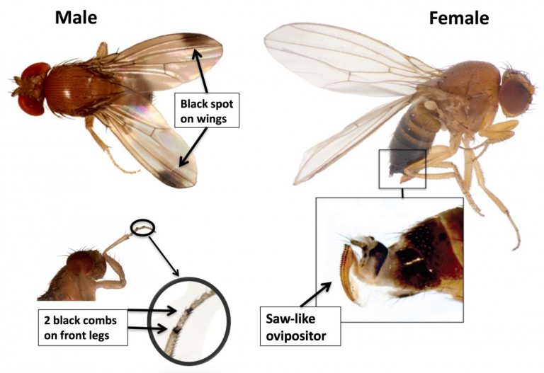 Organic management of spotted-wing drosophila (SWD) in small fruit ...