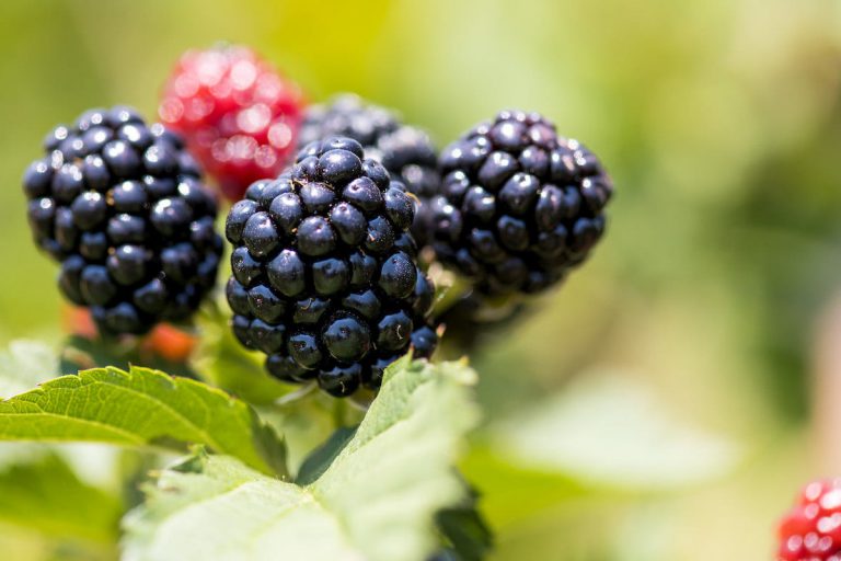 Southern Region Small Fruit Consortium