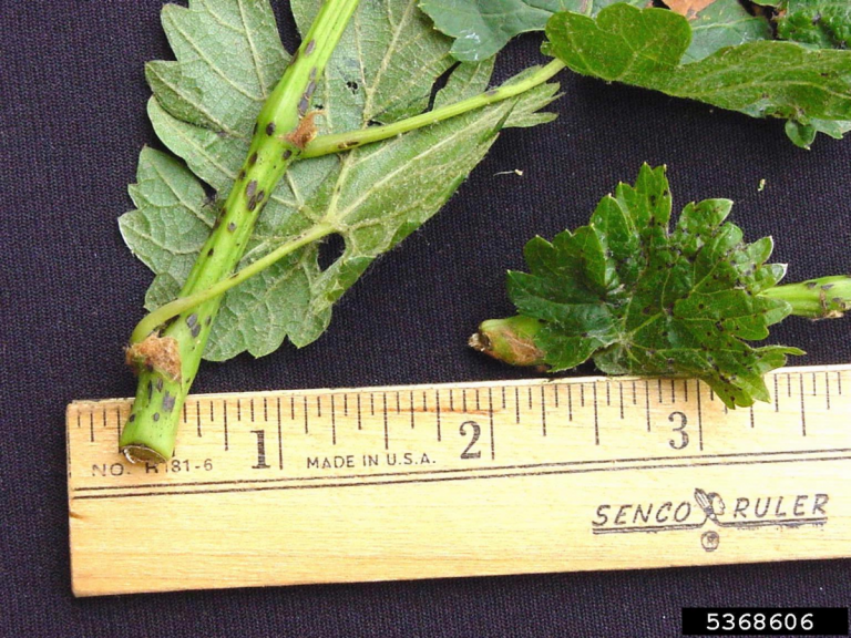 Digital Diagnosis for Disease and Insect Problems | Southern Region ...