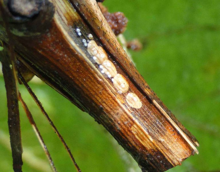 Post-harvest insect pest management in small fruit crops | Southern ...