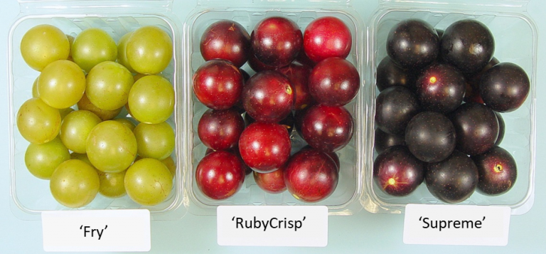 UGA releases new muscadine cultivar ‘RubyCrisp’. | Southern Region ...