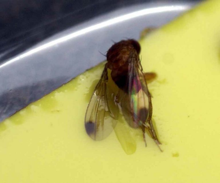 Spotted-Wing Drosophila, Drosophila suzukii (Matsumura): State of ...