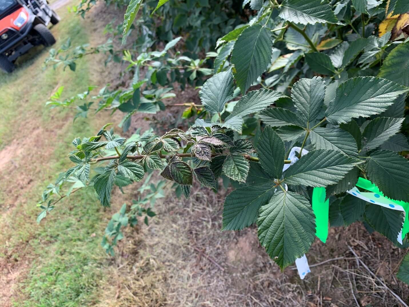 Managing Broad Mite in Southeastern Caneberry Plantings | Southern ...