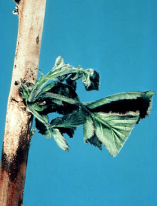 Cane blight and cane dieback of blackberry: causal organisms and ...