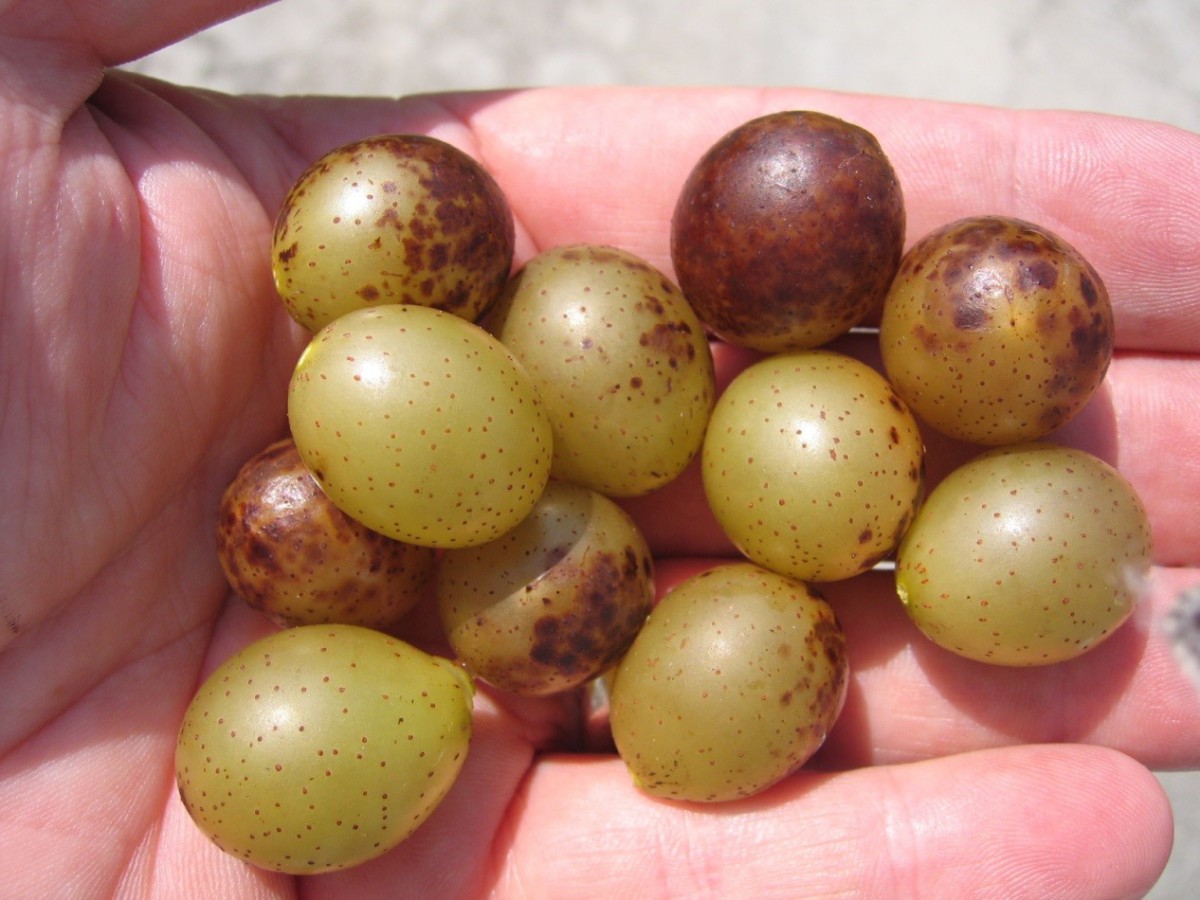 New information on fungicide options for diseases of muscadine grapes ...