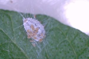 Mealybugs in the vineyard: Current management and recent research ...