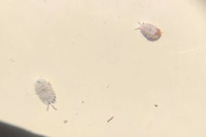 Mealybugs in the vineyard: Current management and recent research ...