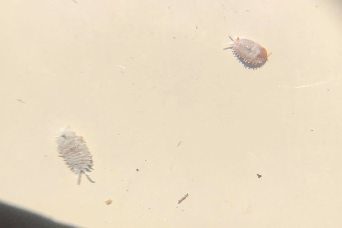 Mealybugs in the vineyard: Current management and recent research ...