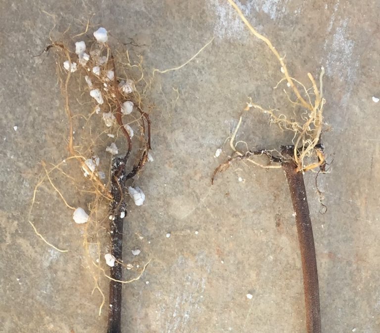 Muscadines | Southern Region Small Fruit Consortium