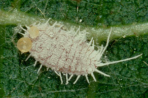 Mealybugs in the vineyard: Current management and recent research ...
