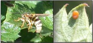 Raspberry Crown Borer Management | Southern Region Small Fruit Consortium