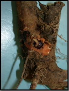 Raspberry Crown Borer Management | Southern Region Small Fruit Consortium