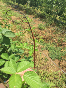 Raspberry Crown Borer Management | Southern Region Small Fruit Consortium