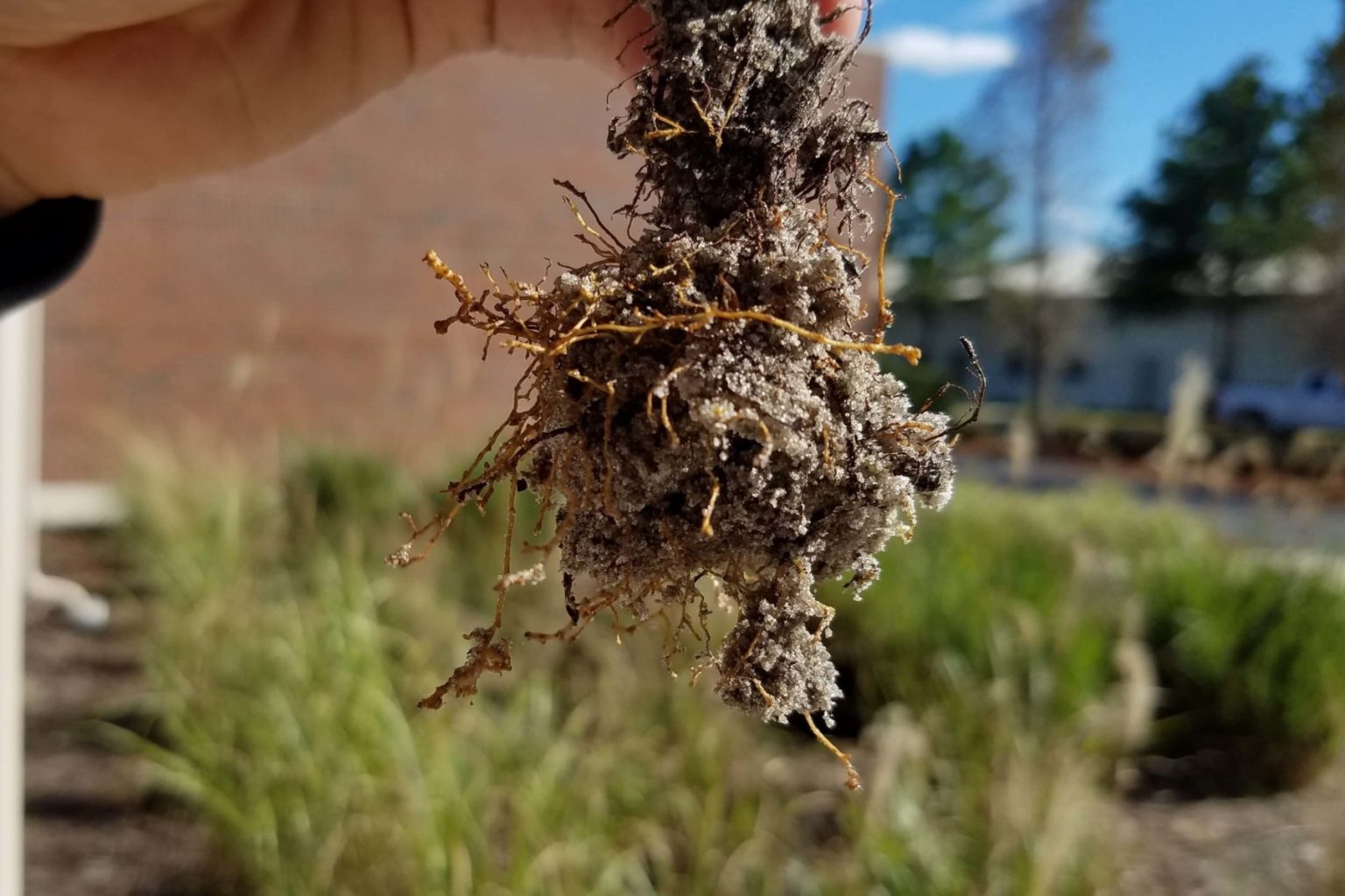 Recognizing and Managing Nematode Damage in Strawberries | Southern ...