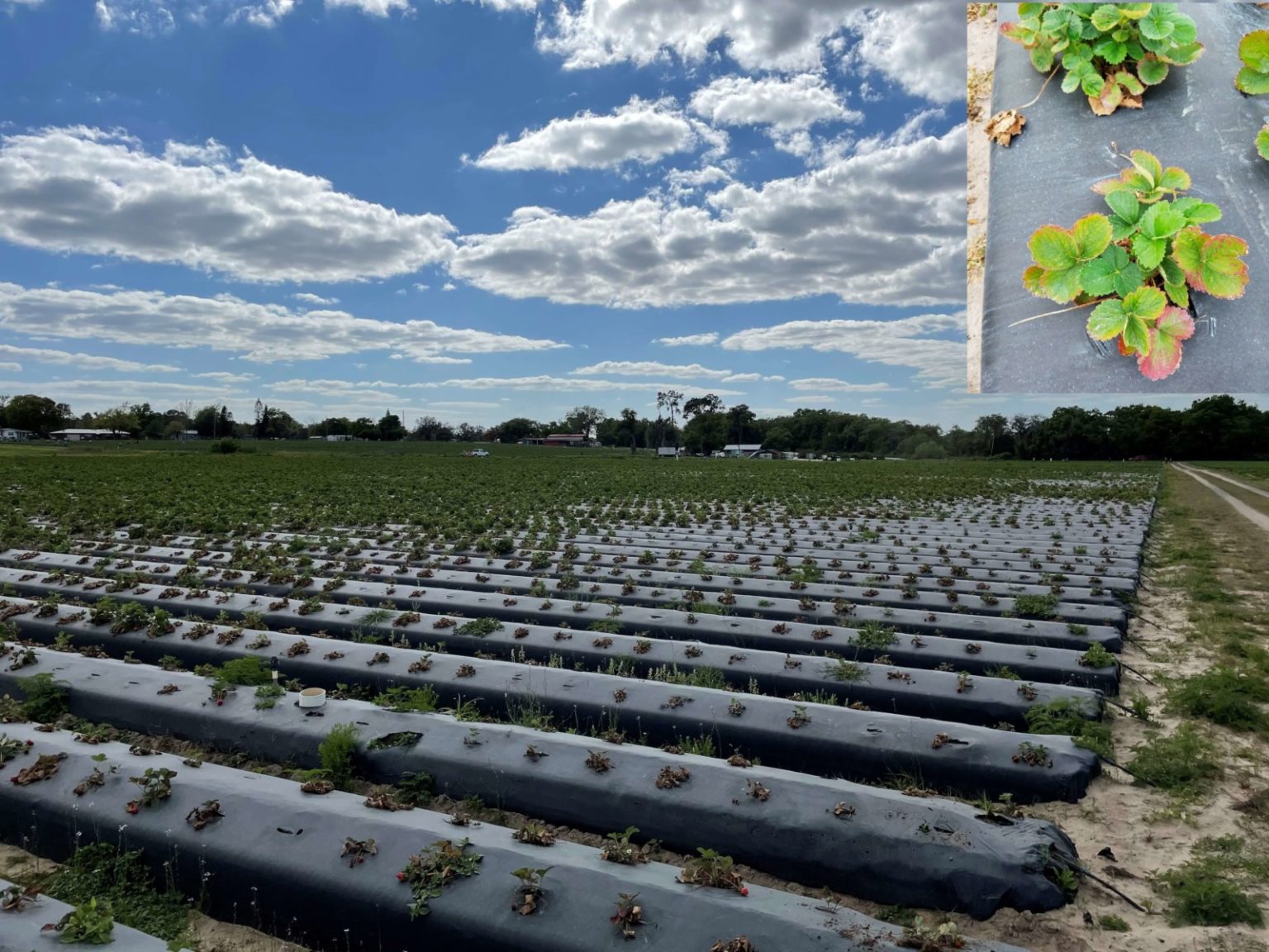 Recognizing and Managing Nematode Damage in Strawberries | Southern ...