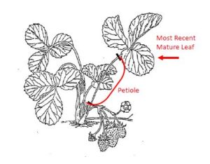 Optimize strawberry fertility with plant tissue testing | Southern ...