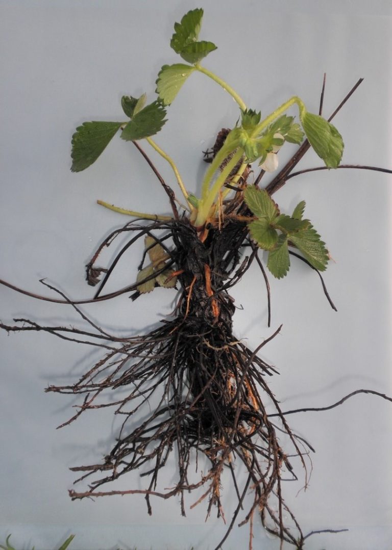 Survey and management of soilborne diseases in Strawberry in Arkansas ...