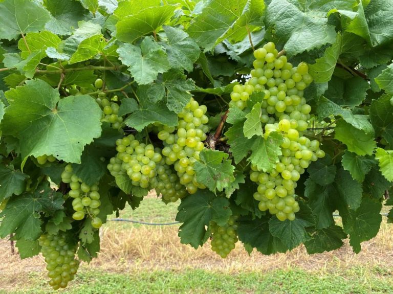 Southern Sensation Seedless: A New Table Grape for the Mid-South ...