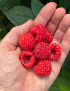 Growing Long-cane Raspberries in the Southeast | Southern Region Small ...