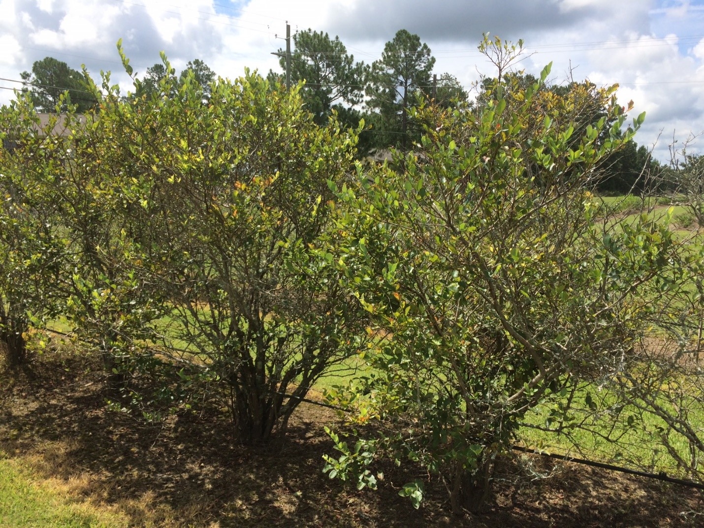 Comparing Methods of Renovating Rabbiteye Blueberry Bushes | Southern ...