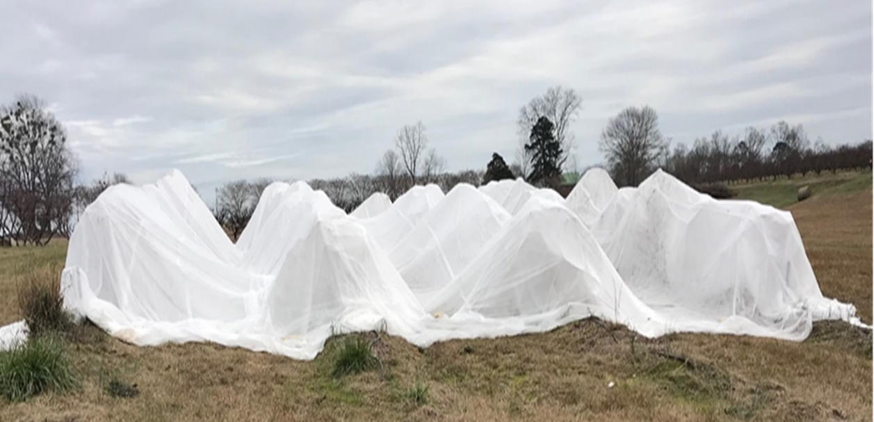 Early performance of newly released blueberry cultivars with improved ...