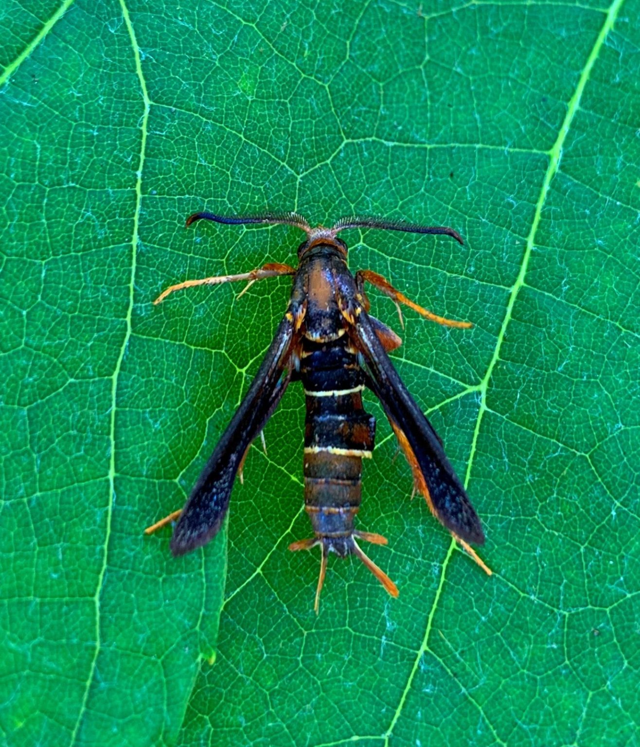 Getting to the root of the problem: Entomopathogenic nematodes as a ...