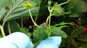 Strawberry bud weevil: Changing thresholds? | Southern Region Small ...