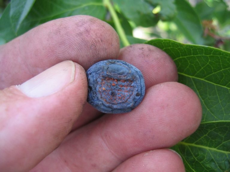 Organic Fungicides – A Review of Recent Blueberry Trials in GA and NC ...