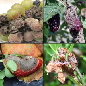 All About Botrytis Fruit Rot | Southern Region Small Fruit Consortium