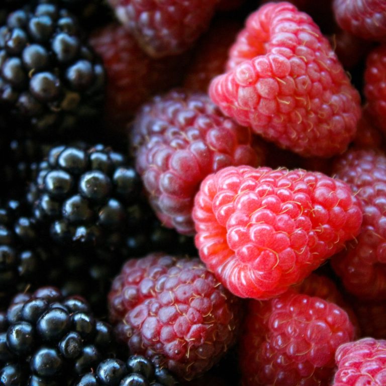 Caneberries | Southern Region Small Fruit Consortium