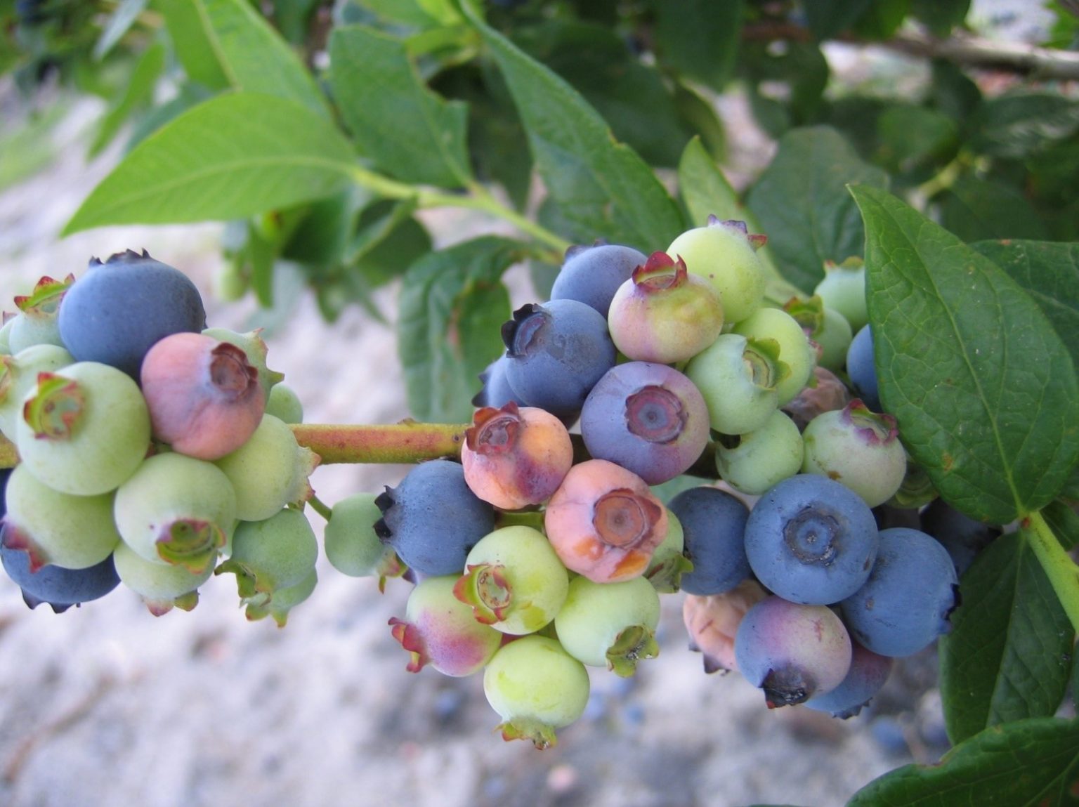 Organic Fungicides – A Review of Recent Blueberry Trials in GA and NC ...