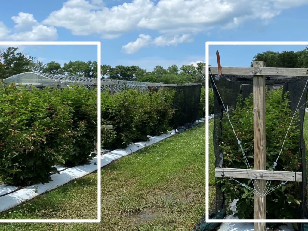 Southern Region Small Fruit Consortium