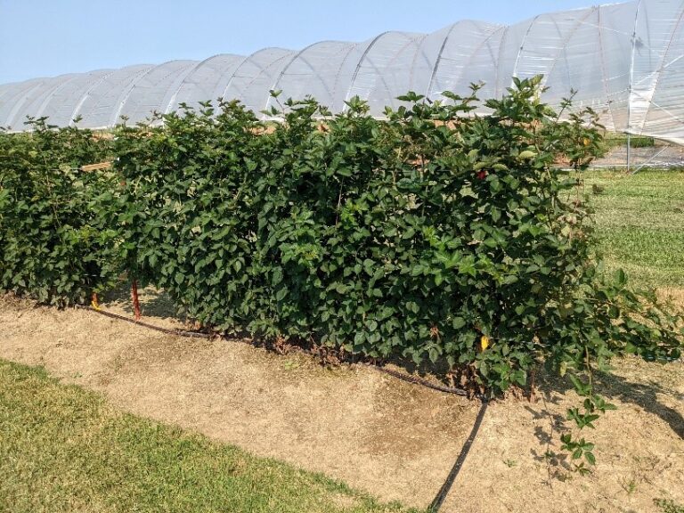 Testing “New” Herbicides in Blackberry Production | Southern Region ...