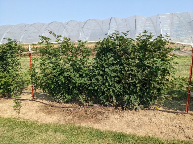 Testing “New” Herbicides in Blackberry Production | Southern Region ...