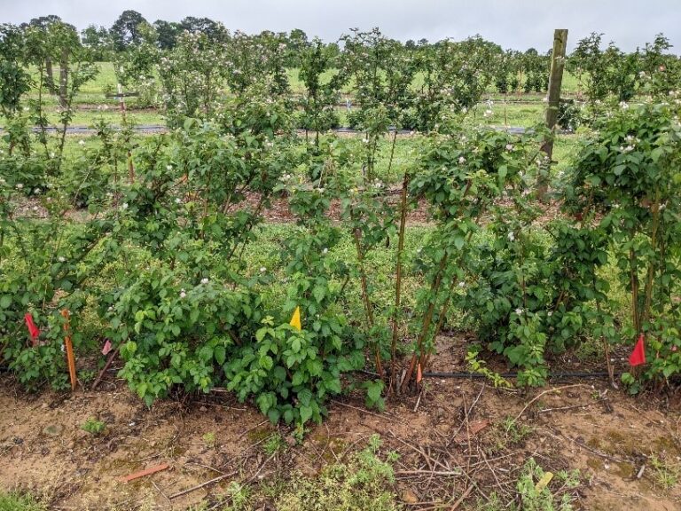 Testing “New” Herbicides in Blackberry Production | Southern Region ...