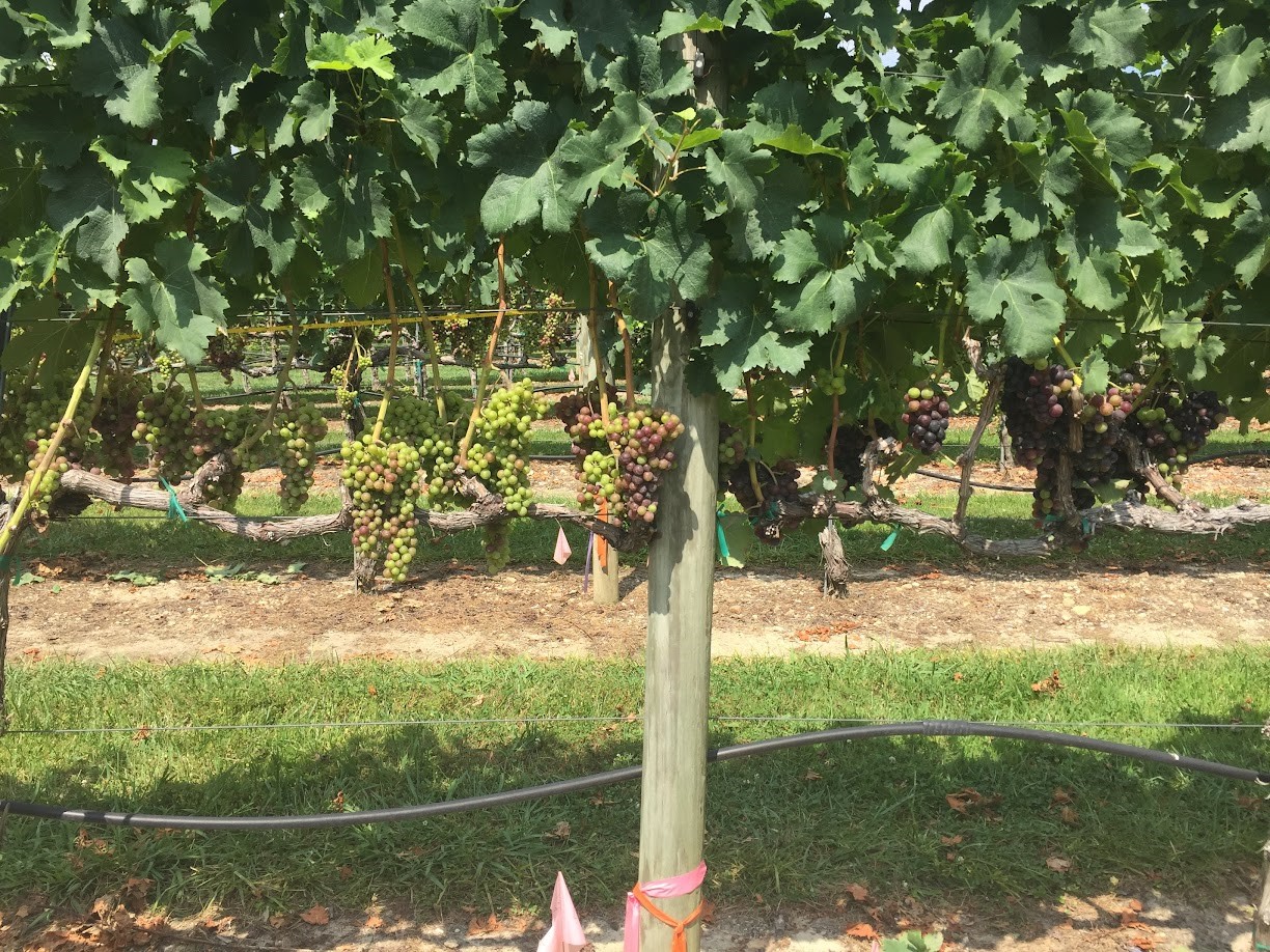 Meet Annie Vogel: Fruit Specialist at UTK | Southern Region Small Fruit ...