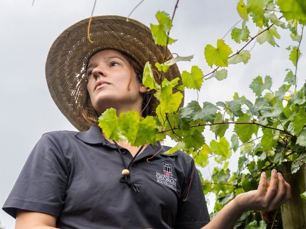 Southern Region Small Fruit Consortium