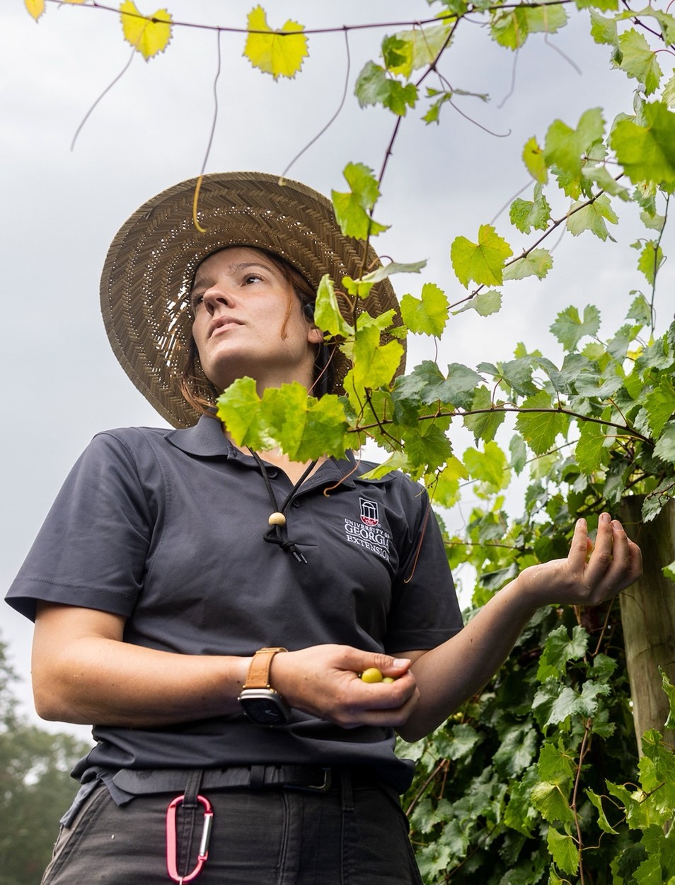 Meet Sarah Lowder: Viticulture Specialist at UGA | Southern Region ...